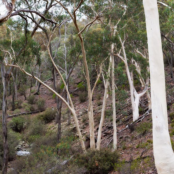 Canberra Nature Park - Parks ACT